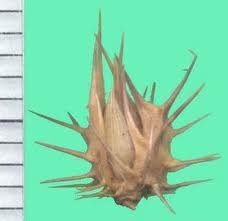 Have Retirement. Will Travel.: Lexie's Sand Spur Injury