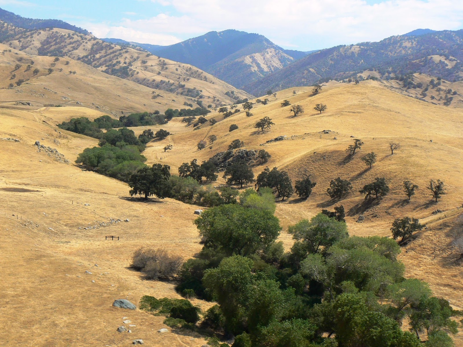 Tejon Ranch Conservancy Blog: Riparian habitat management at Tejon ...