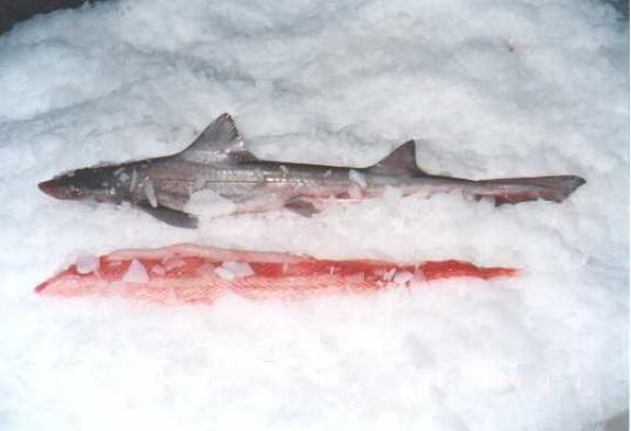 Sharks In Greece: Species Of Sharks In Greece