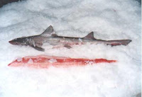 Sharks In Greece: Species Of Sharks In Greece