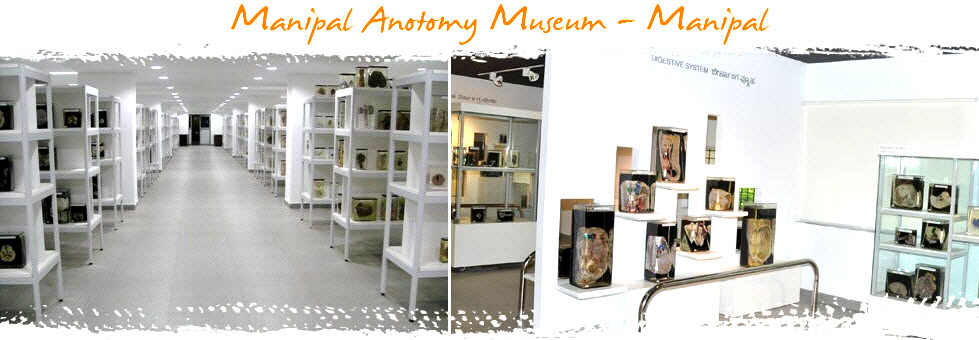 Udupi Tourism - www.udupitourism.com: Manipal Anatomy Museum