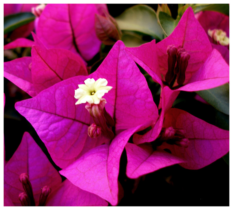 Desde aquí...: De Bugambilia y mis miedos..