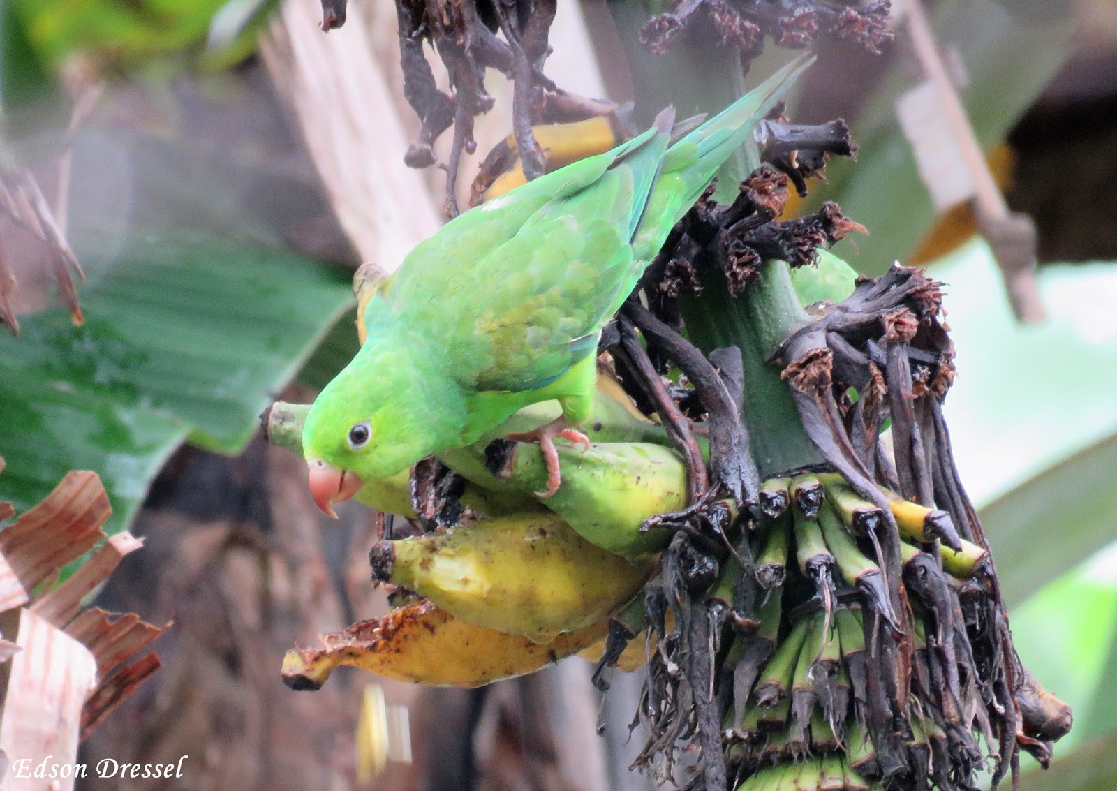 COAMA - Clube dos Observadores de Aves da Mata Atlântica - Joinville ...