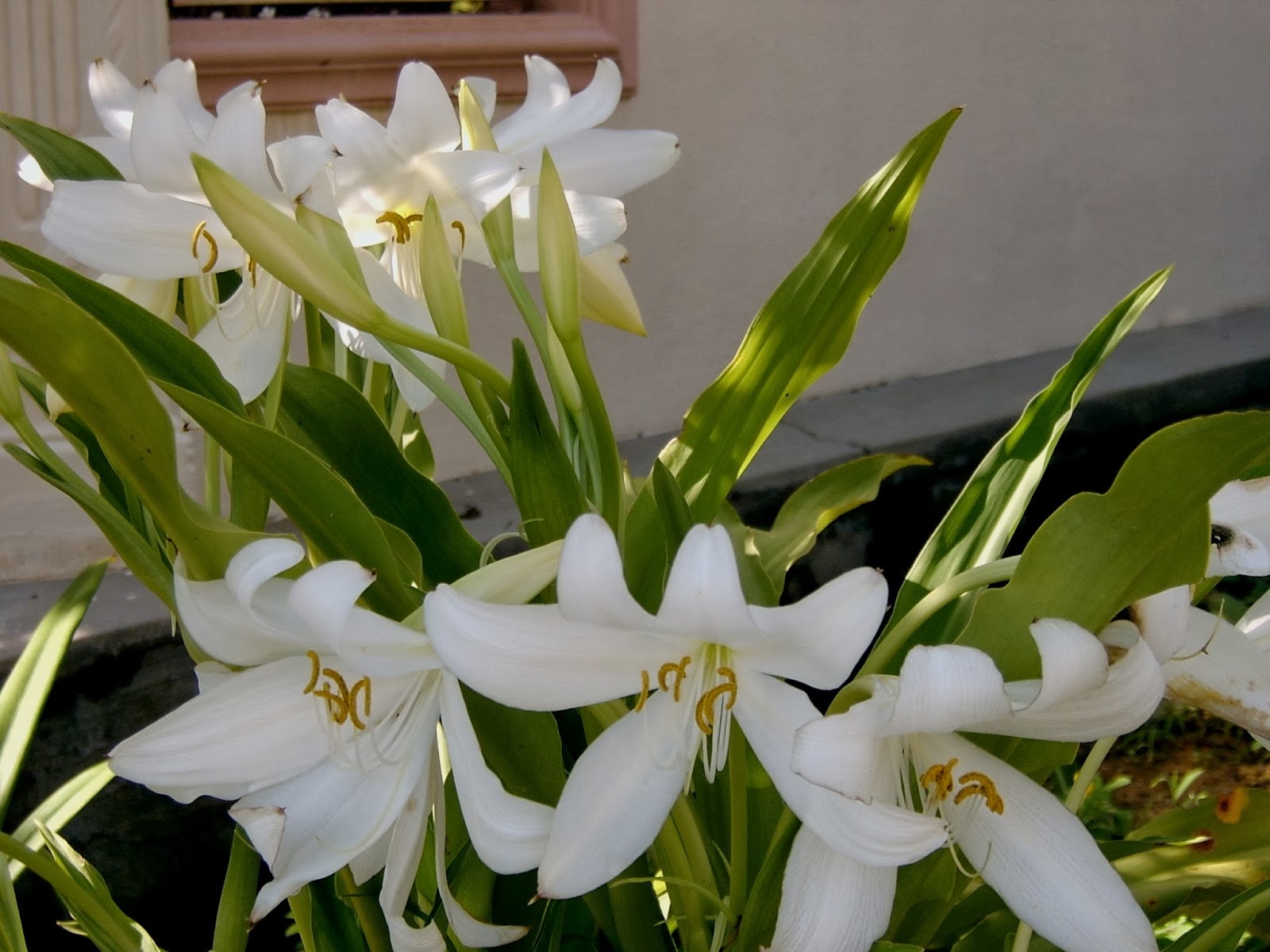 My Beautiful 'Flower - Flower ' World: My white Swamp Lily is blooming ...