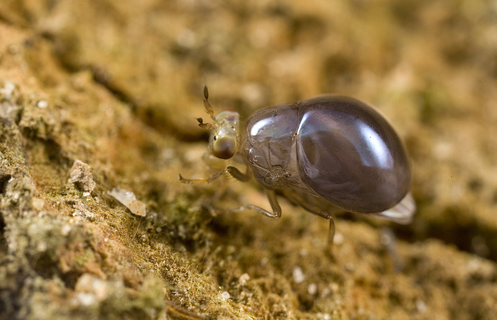 Real Monstrosities: Beetle Fly