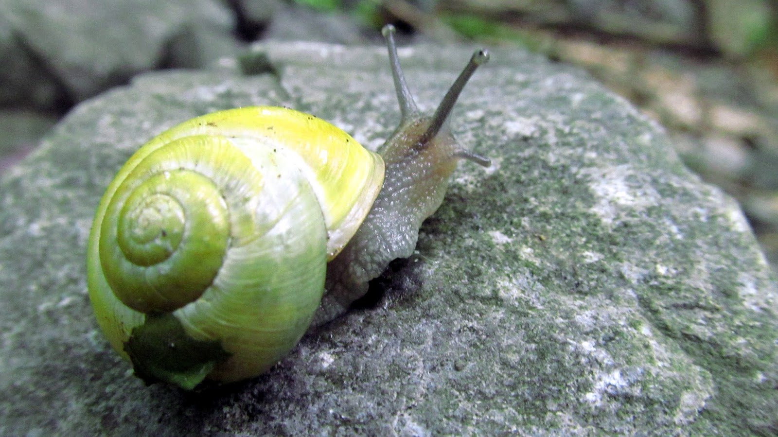 Wandering in Canada: Introduced Species: Snails - Cepaea spp.