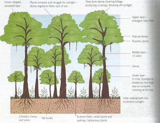 Weather and Climate: Equatorial Climates