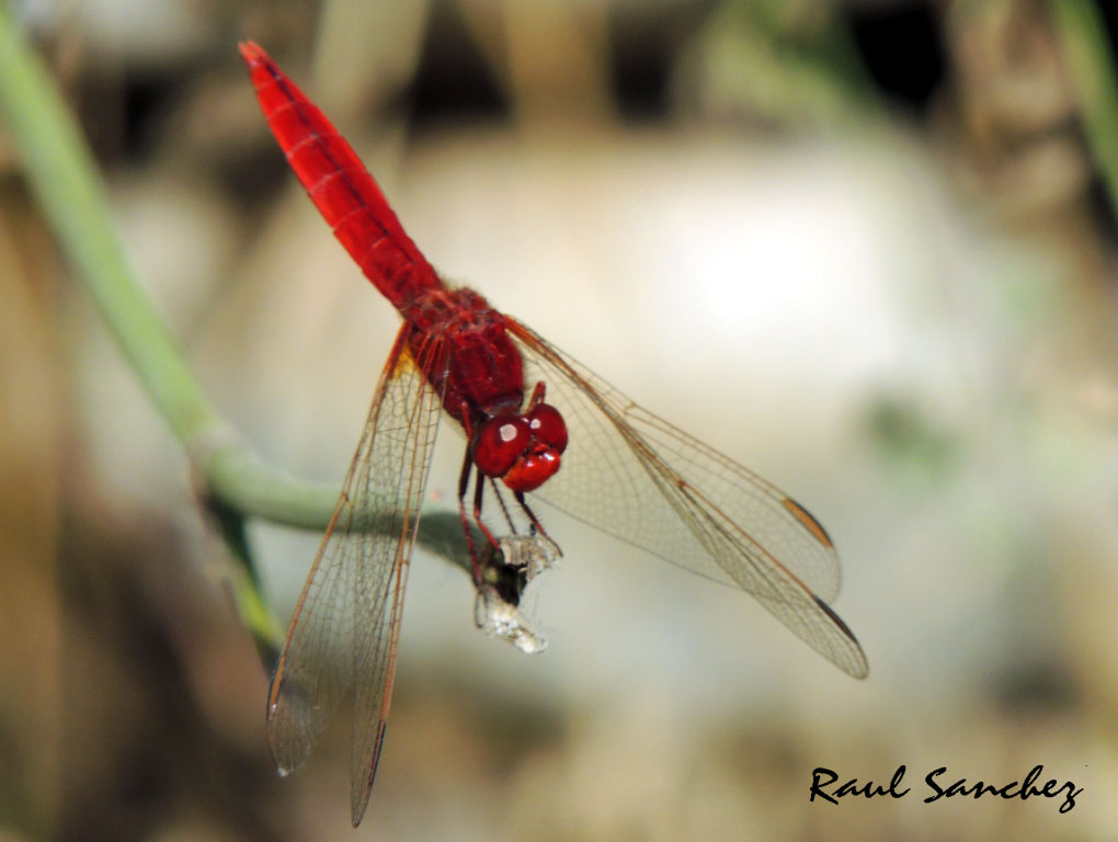 Naturaleza Viva : Libélula roja (Sympetrum sanguineum)
