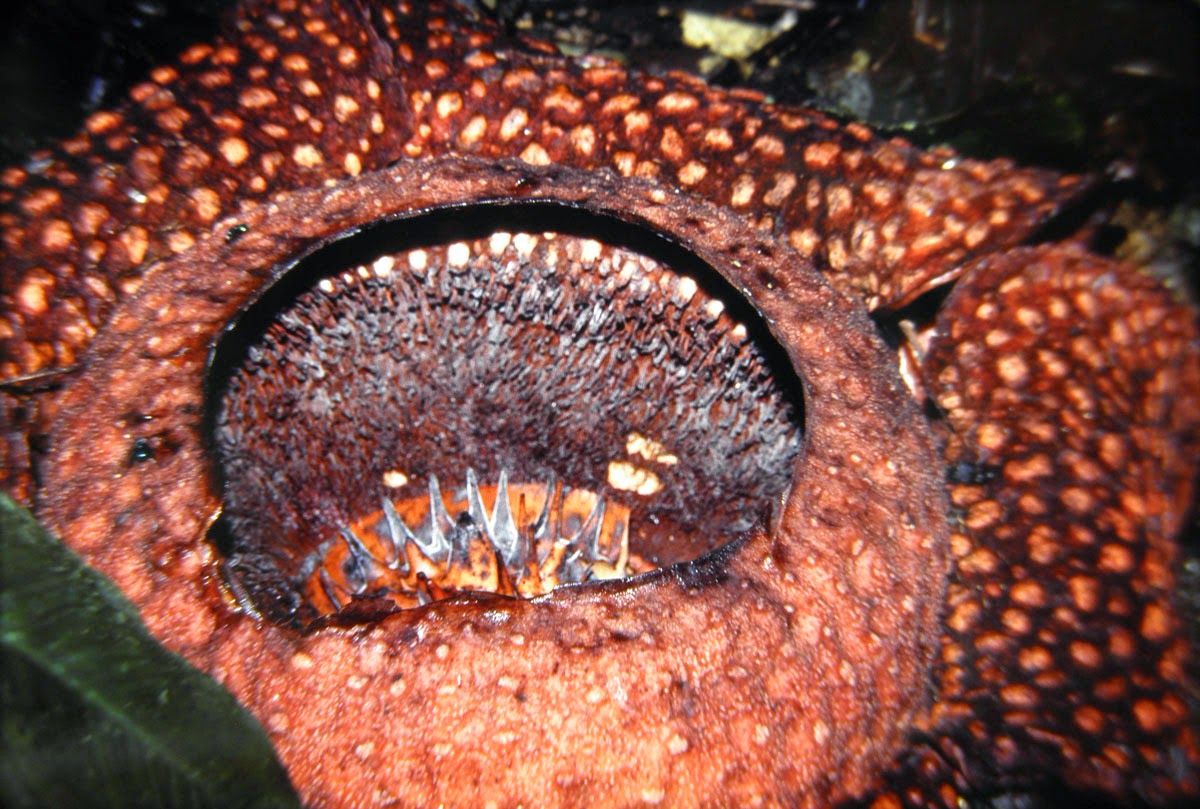 Trees Planet: Rafflesia arnoldii - Corpse Flower