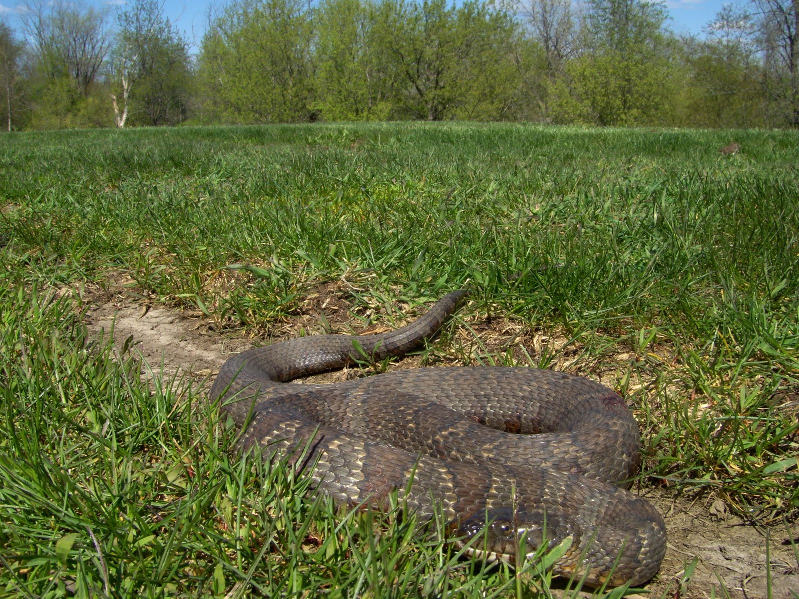 Iowa Reptiles: Water Snake on a cool day!