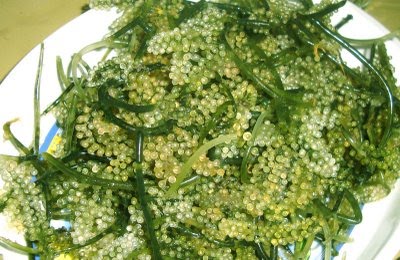 Living with Nature - School on Blog by Dr. Abercio V. Rotor: Go for ...