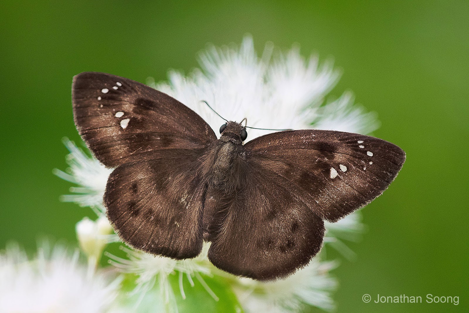 Butterflies of Singapore: Butterfly of the Month - December 2017