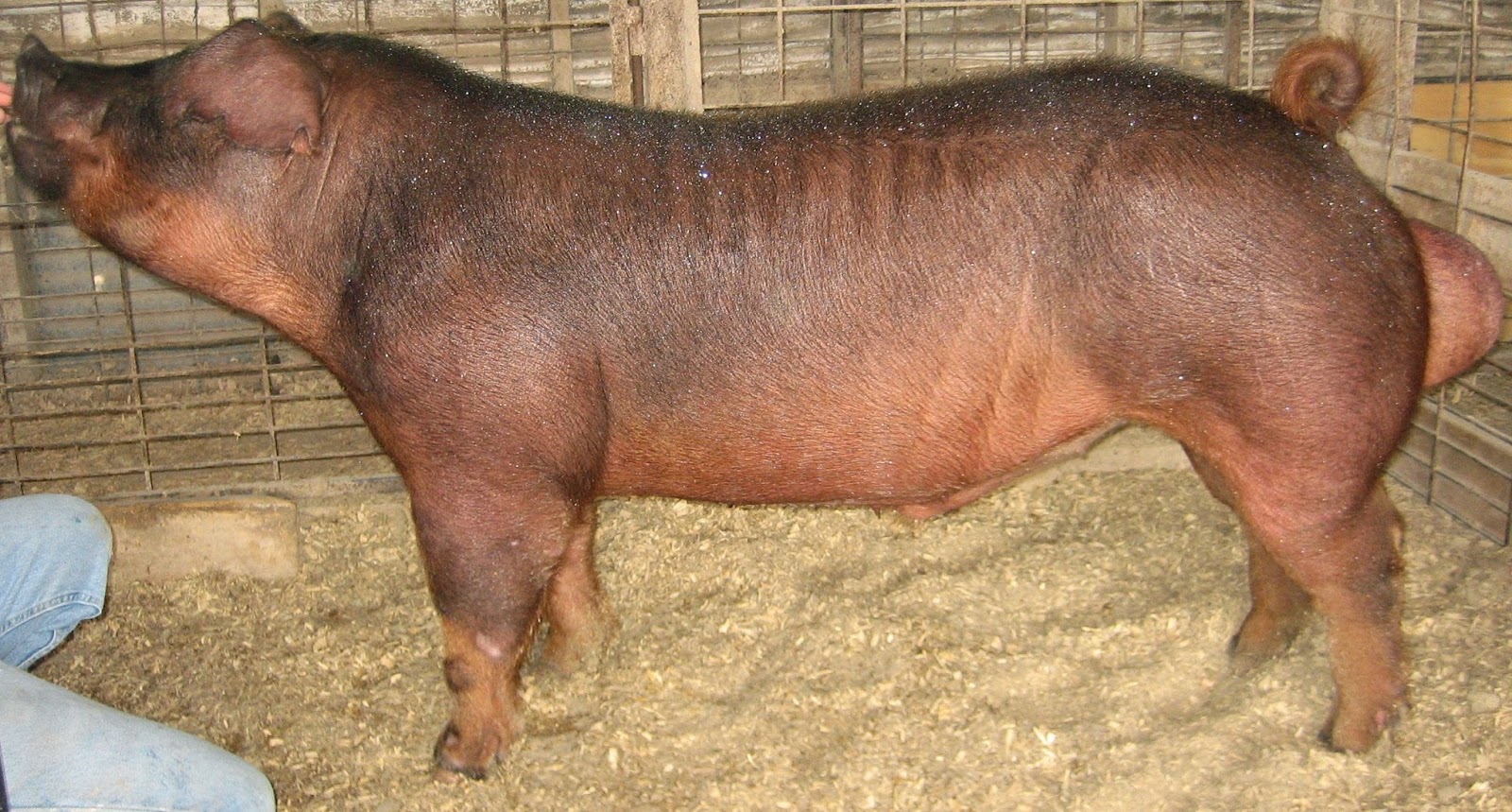 Raza pocina duroc jersey caracterisitcas y ventajas : Conoce tu Mascota