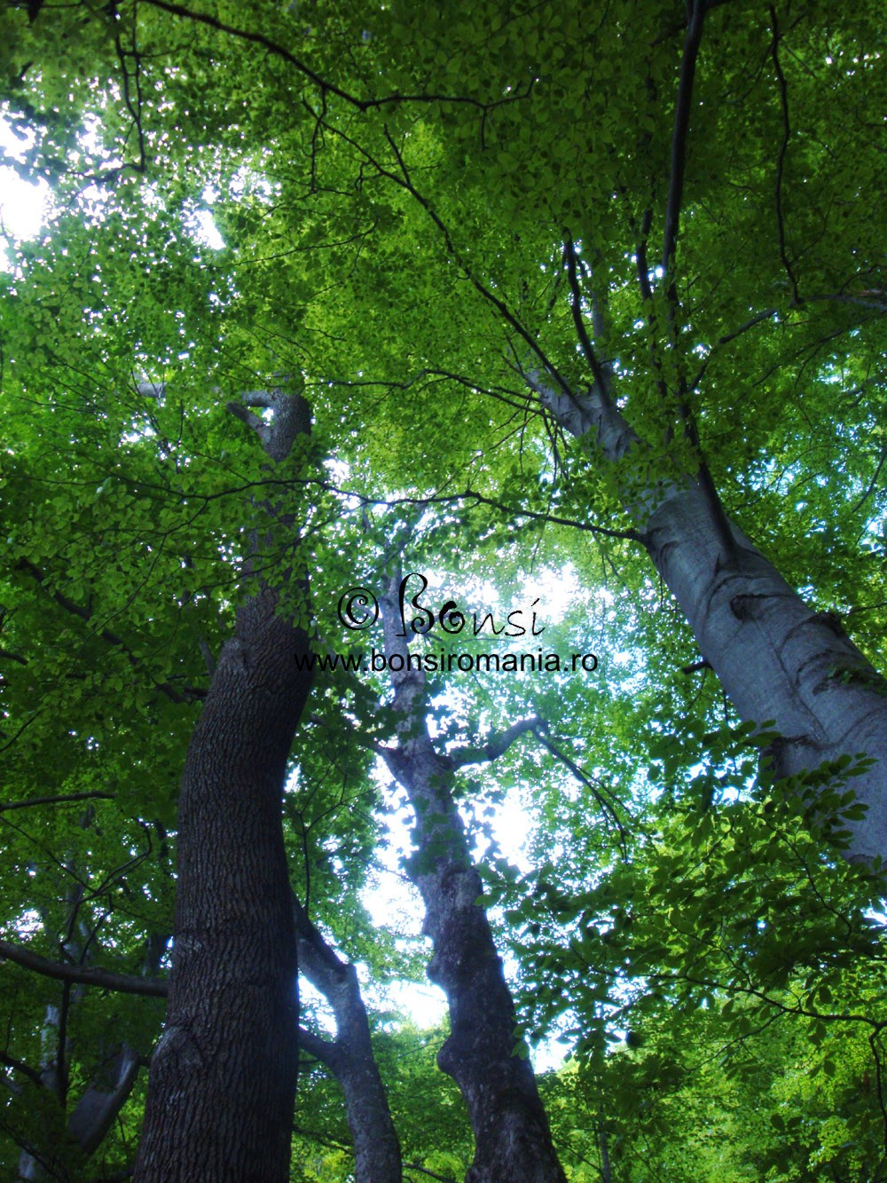 ROMANIA O Noua Perspectiva: Frasinul cu trei izvoare...