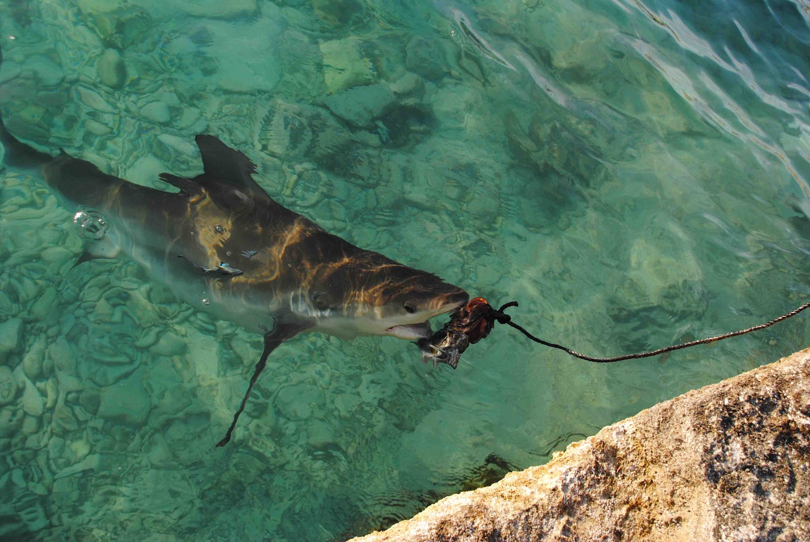 Sailing the Tanqueray: A Fishing Tale – The Skunk is off the Lures!!