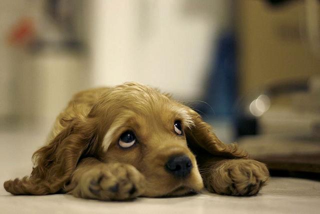 The dog in world: Sad Dogs. A Look at Dog Depression