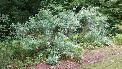 Future Plants by Randy Stewart: Dusty Zenobia