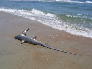 Artes de Pesca: VAMOS A PESCAR ZORRO MARINO