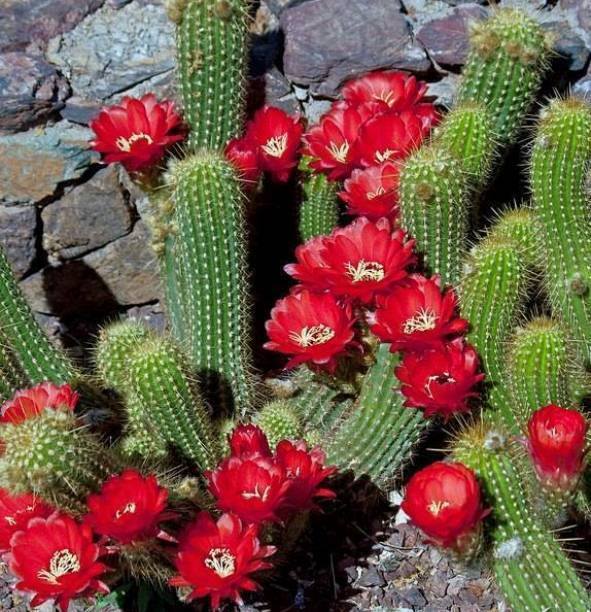 karya ku : paridah ishak: BUNGA-BUNGA KAKTUS CANTIKNYA....