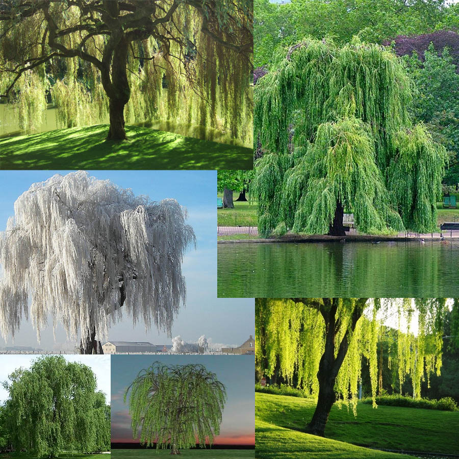 Well Howdydoo: Mood Board - Trees