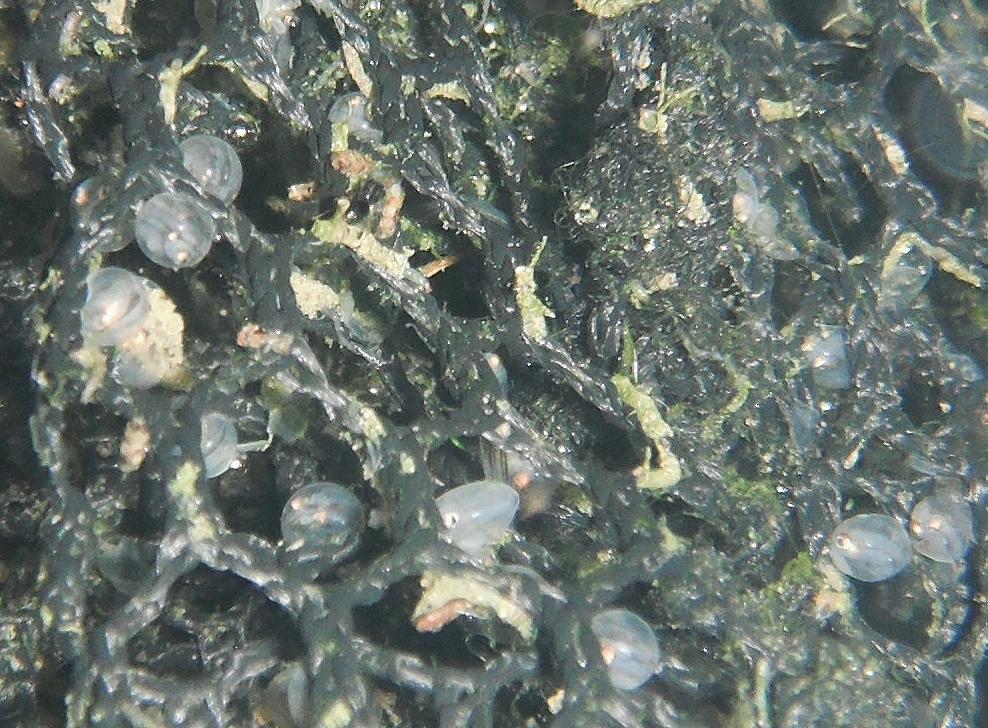 Avon Roach Project: Spawning and Hatching - May 2016