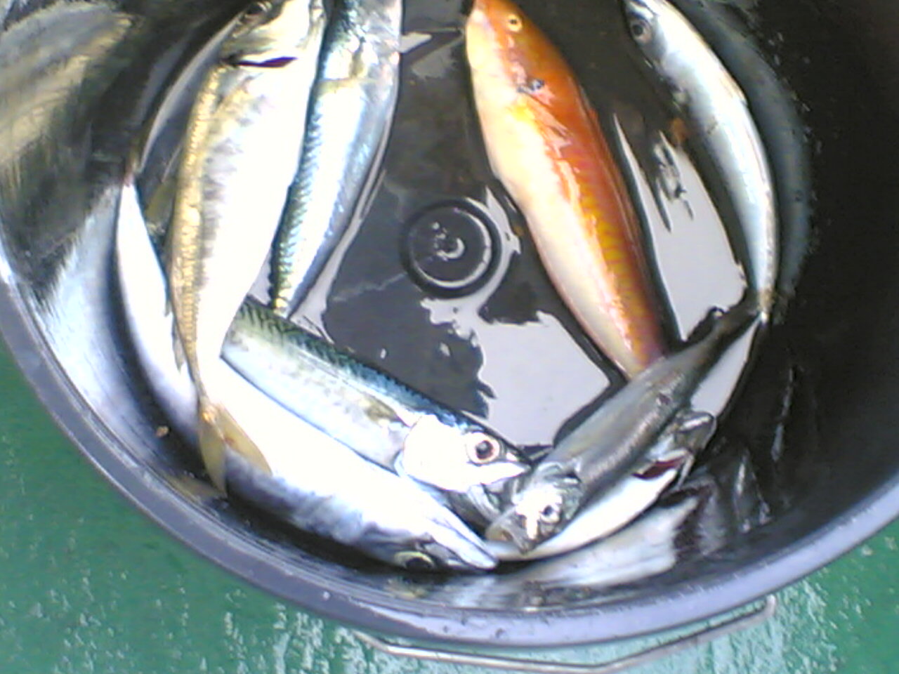 A Pesca do Jorge Santos: Casulo