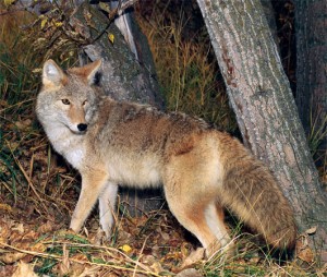 Animals: Coyote