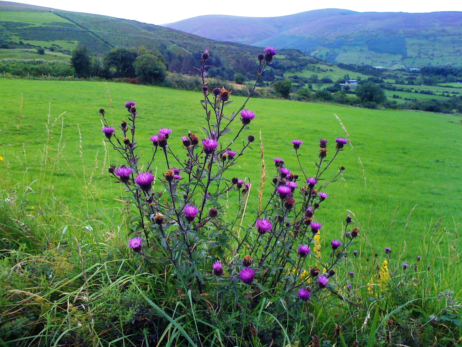 Louise Phillips Writer: The Wild Heather is a blazing!