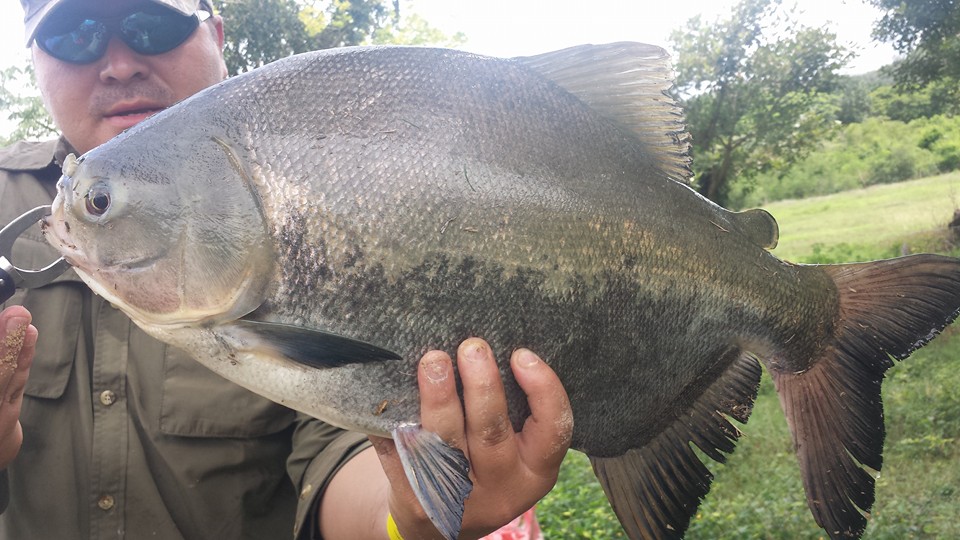 Espacio de Pesca: Pesca de Cachama y Dorada en el Parque el Tesoro ...
