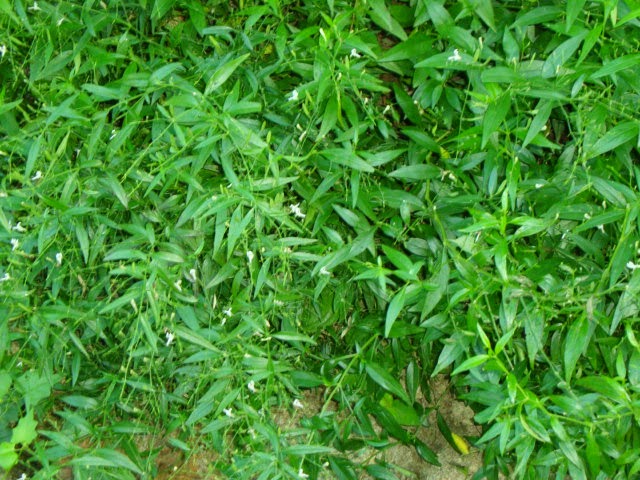 SS Moments: Nilavembu | Andrographis paniculata | Bhu neem / KAlmegh ...