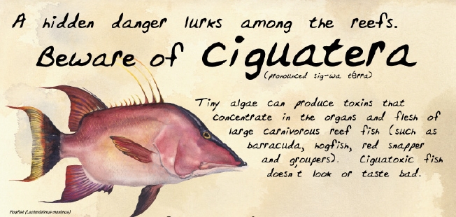 The Fisheries Blog: The Latest on Ciguatera Fish Poisoning