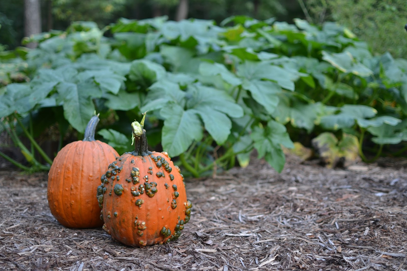 Our Neck of the Woods: Early Pumpkin Harvest
