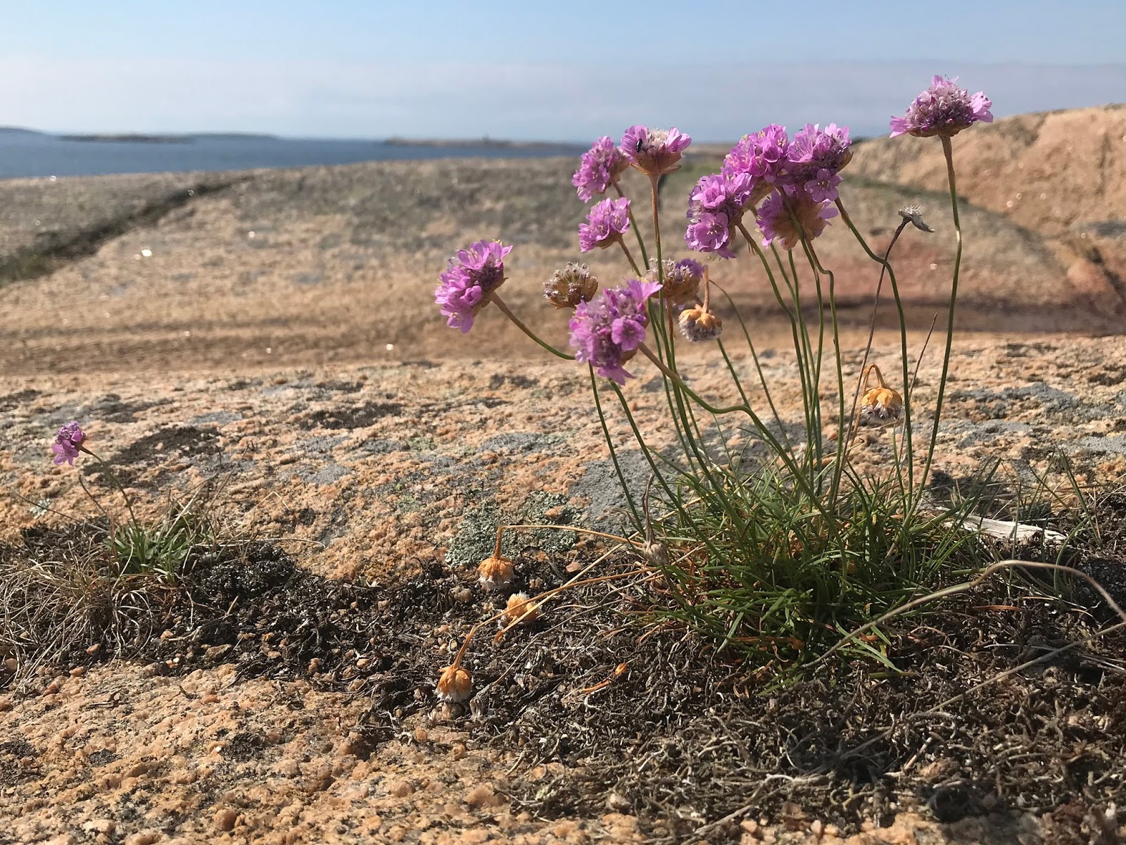 Vilt og vakkert: Mærrapanna på sitt beste
