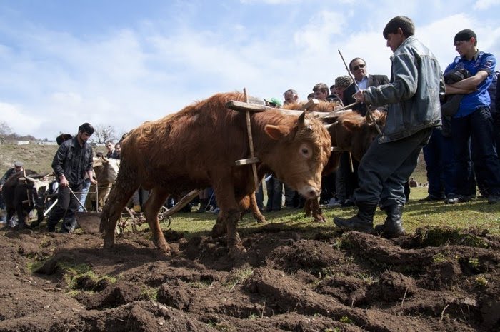 VOICE OF GLOBAL UMMAH