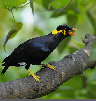 burung | macam macam jenis burung