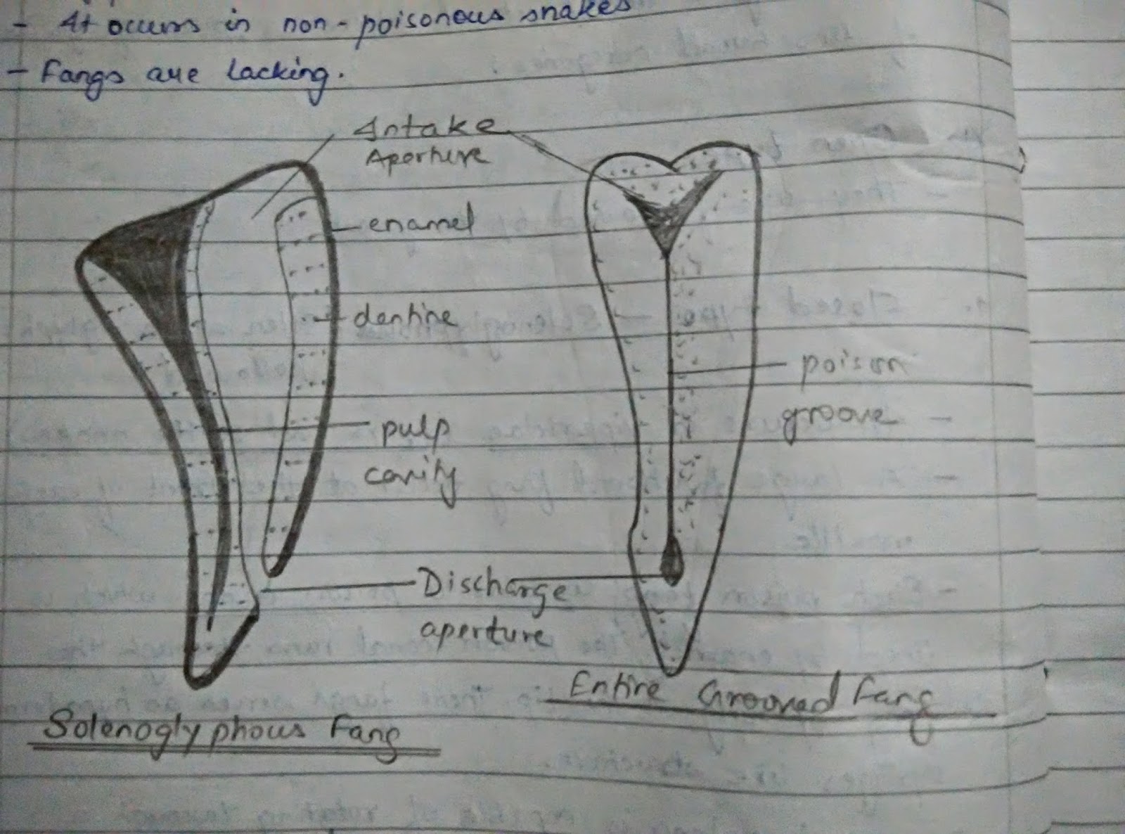 Poison Apparatus in Snakes