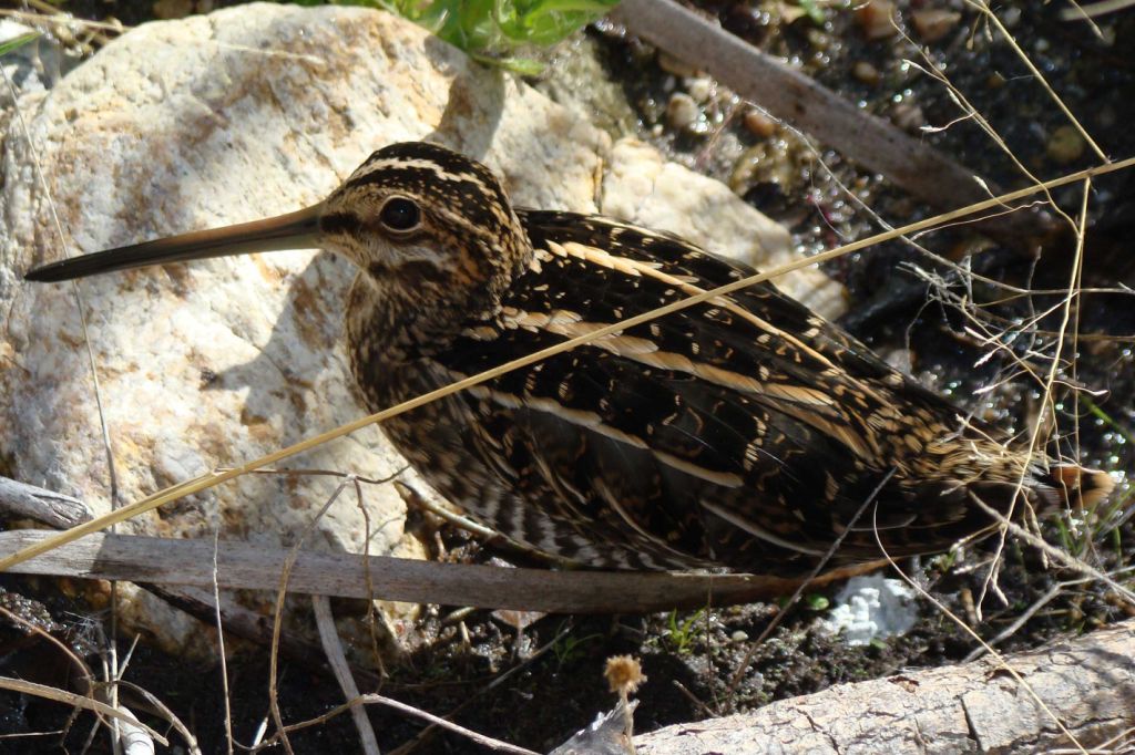Your Daily Dose of Sabino Canyon: A real snipe hunt
