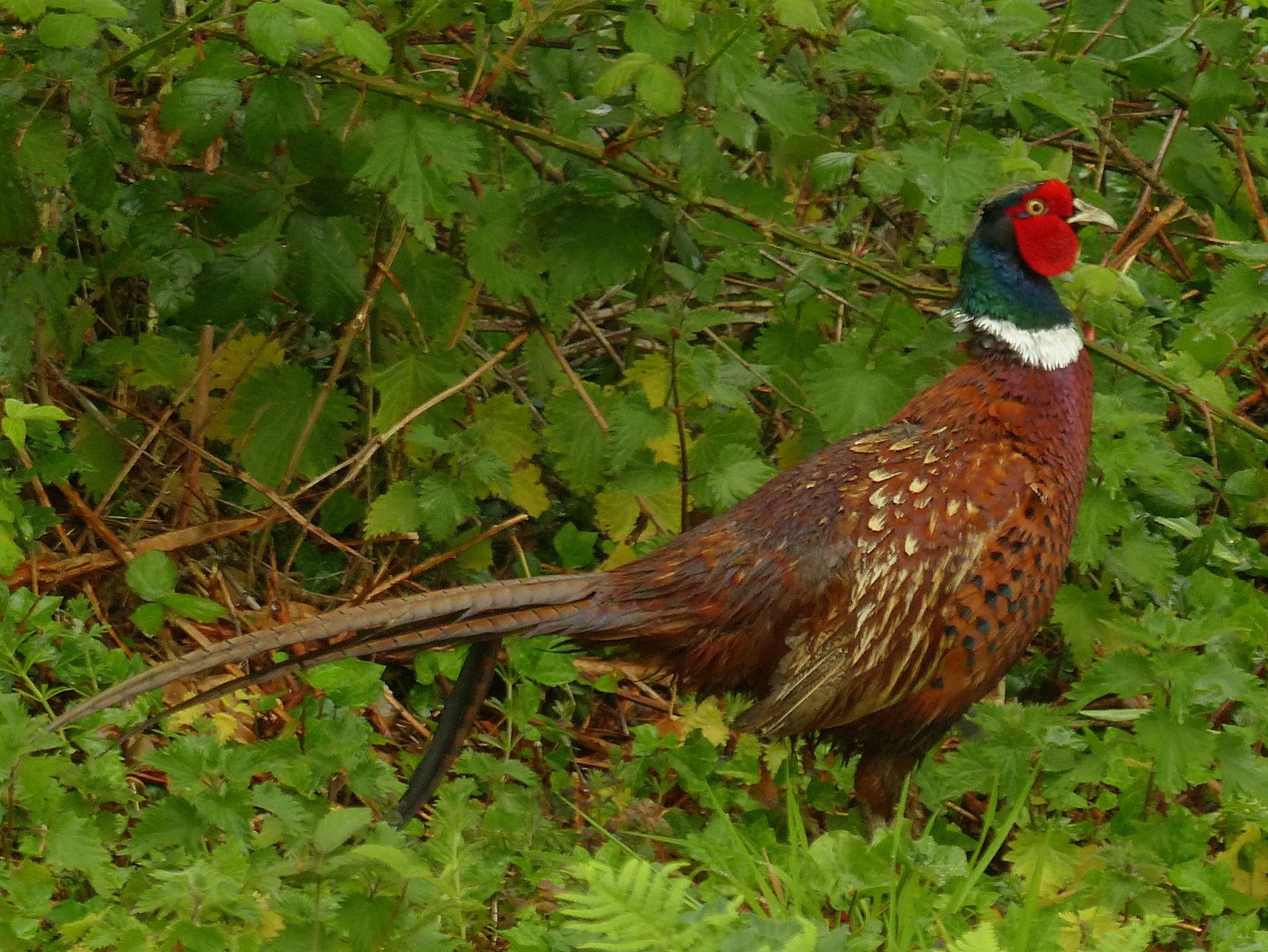 Birding For Pleasure: WILD BIRD WEDNESDAY