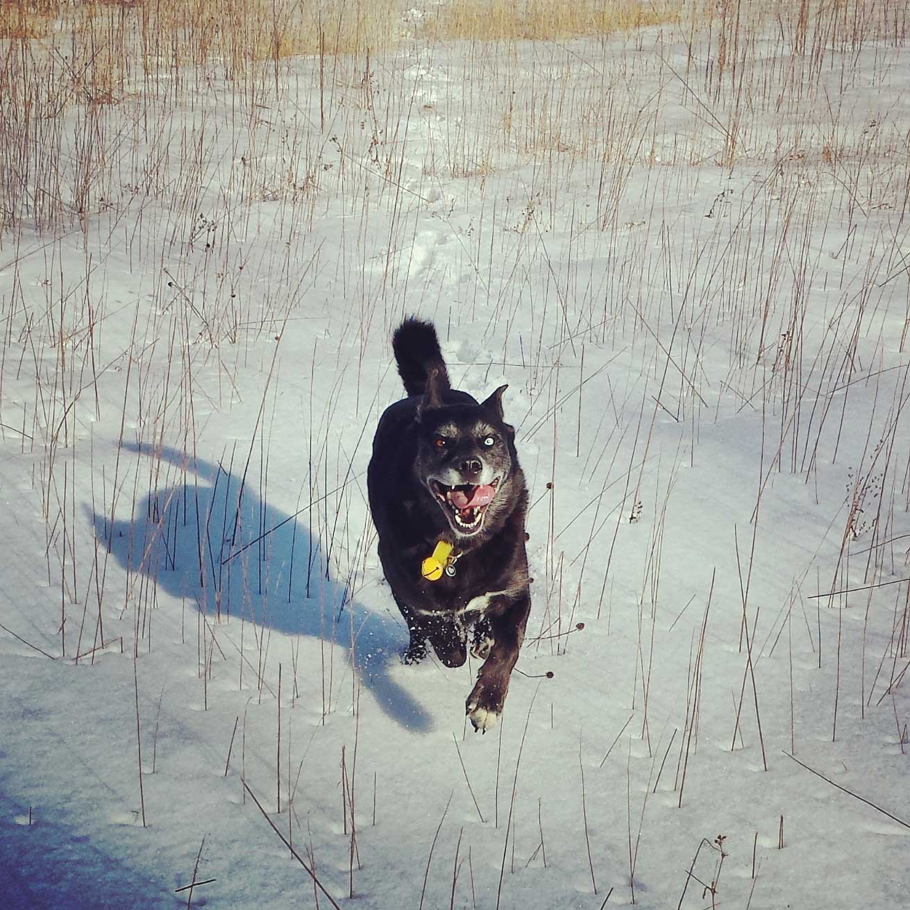 Happy Dogs: More Photos