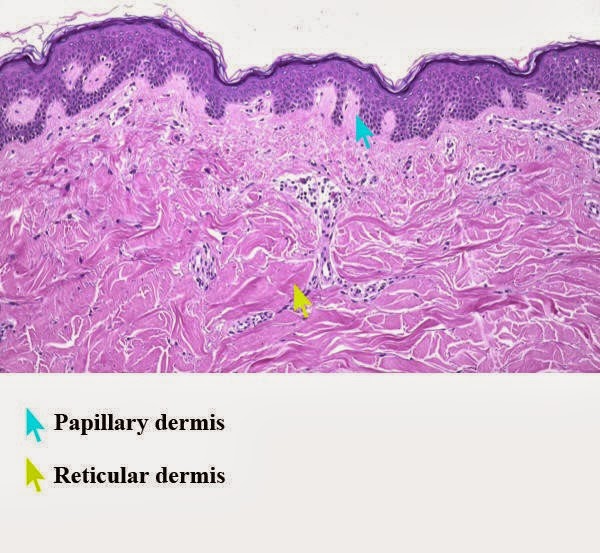 Dermatologia005: Portafolio Equipo 2