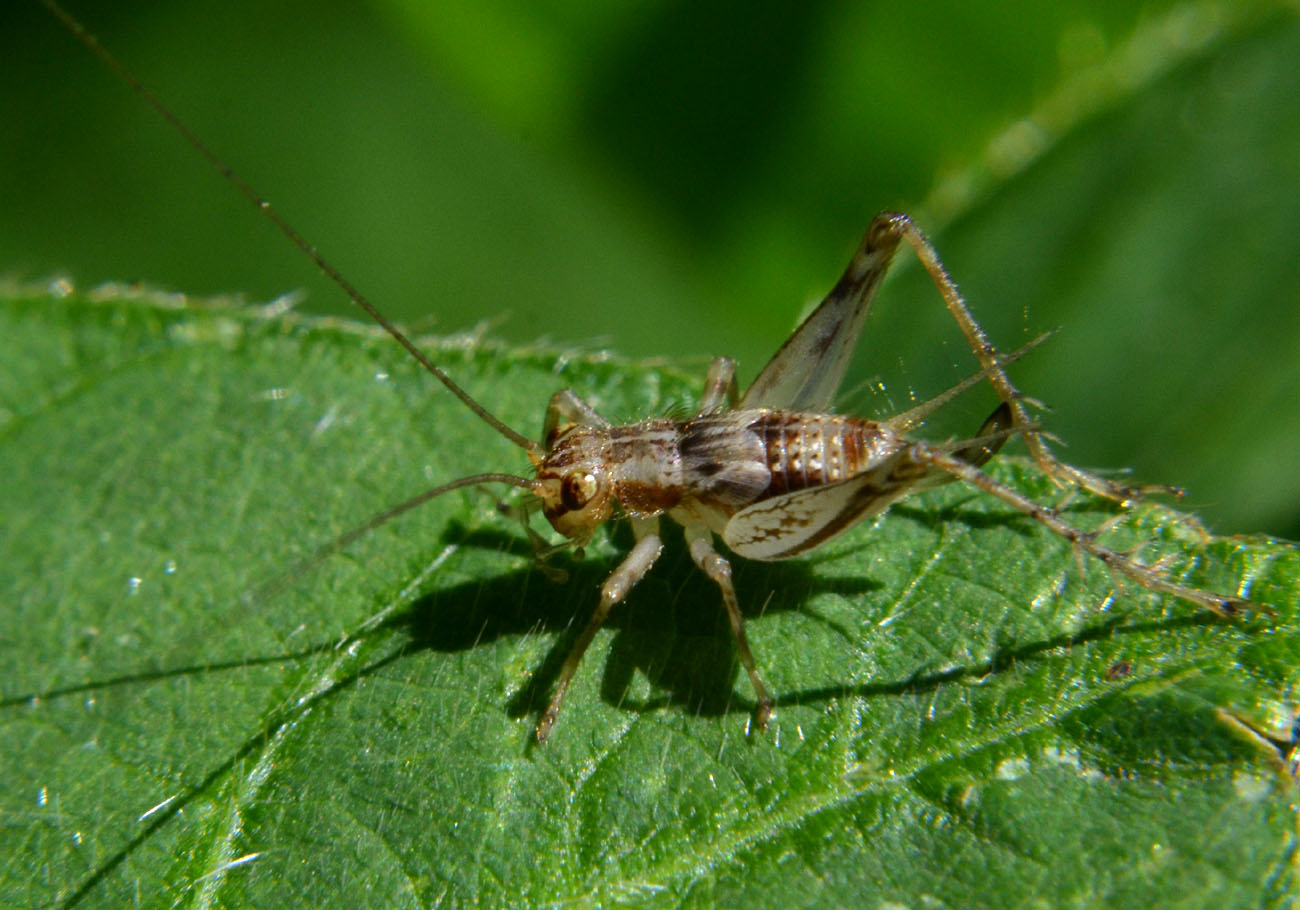 Woods Walks and Wildlife: Garden Creatures: Predators, Pollination, and ...