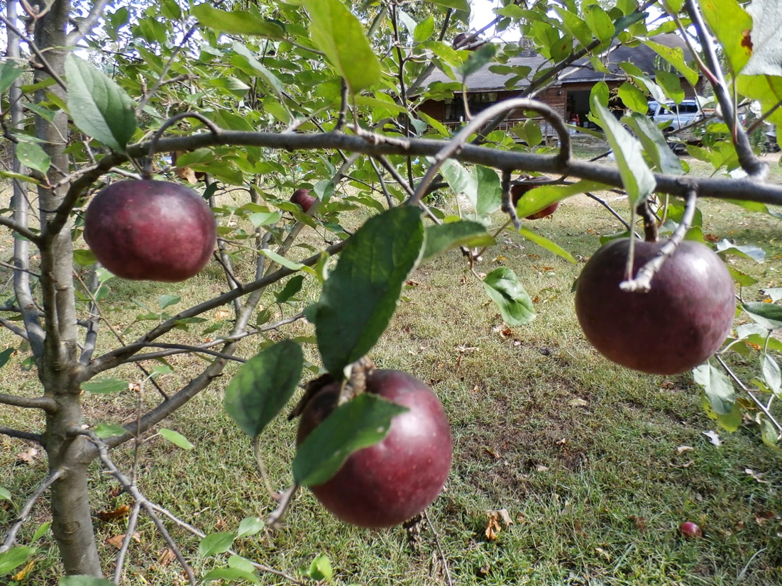 Krazo Acres: Cedar Apple Rust