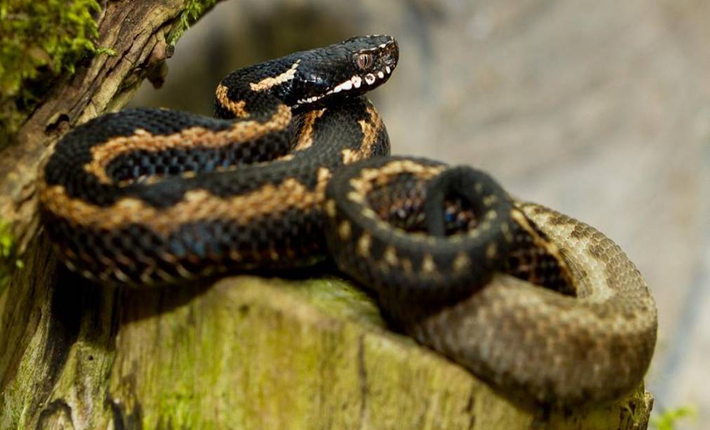 Vipera Orlovi - Cobrasserpentes