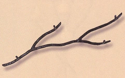 Fact Bank: TWIG- NATURE'S HANDY TOOL