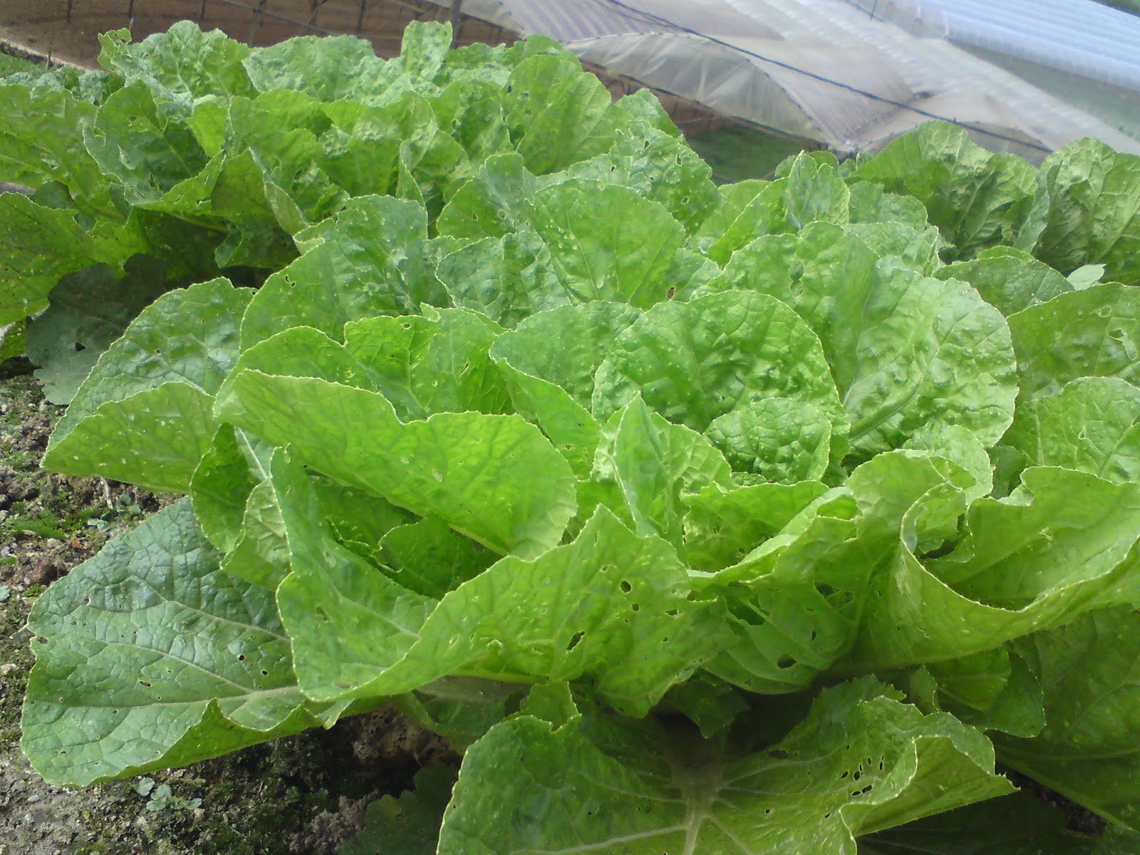 The Photo Stories: Cameron Highland - Malaysia - Vege Farm