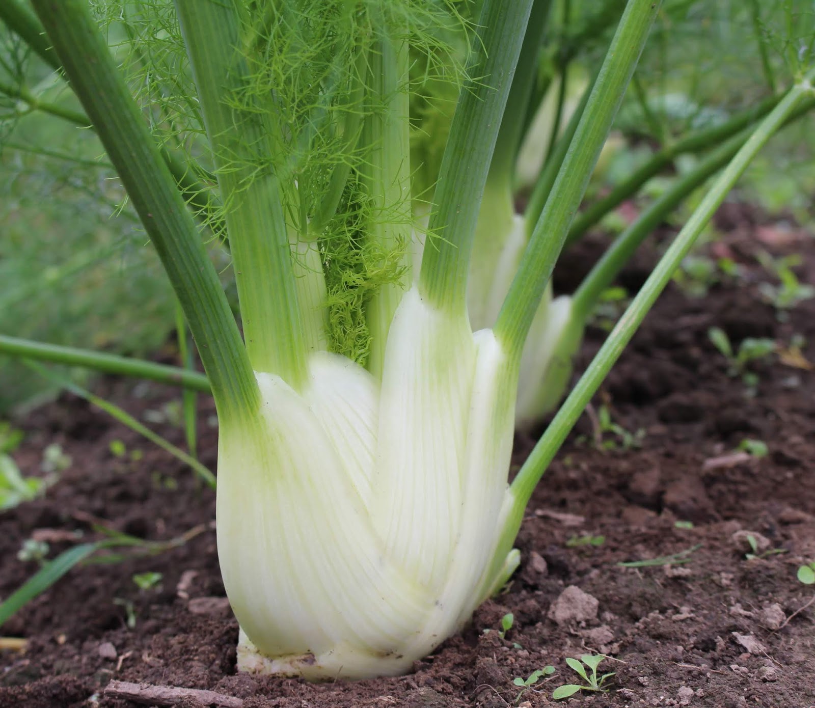 Harmony Valley Farm: June 28, 2018 - This Week's Box Contents ...