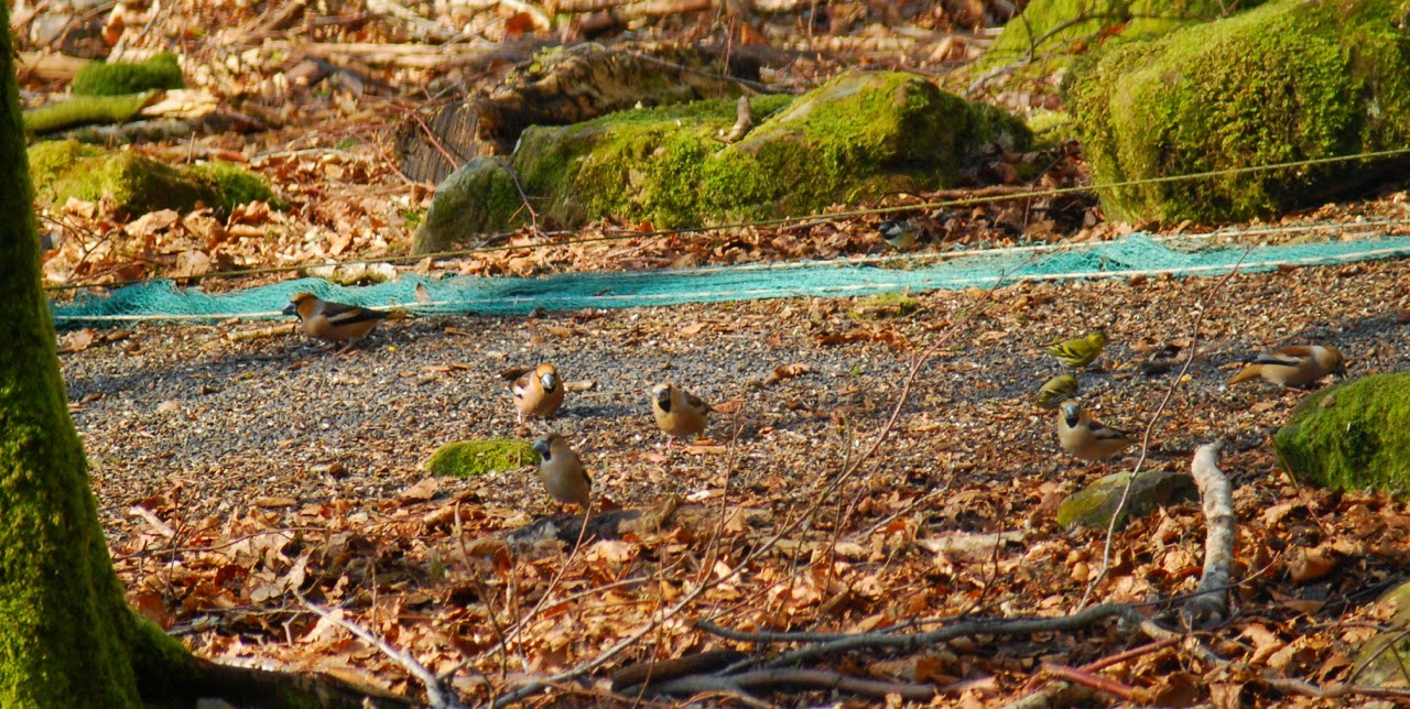 Ruffled Feathers: March 2014