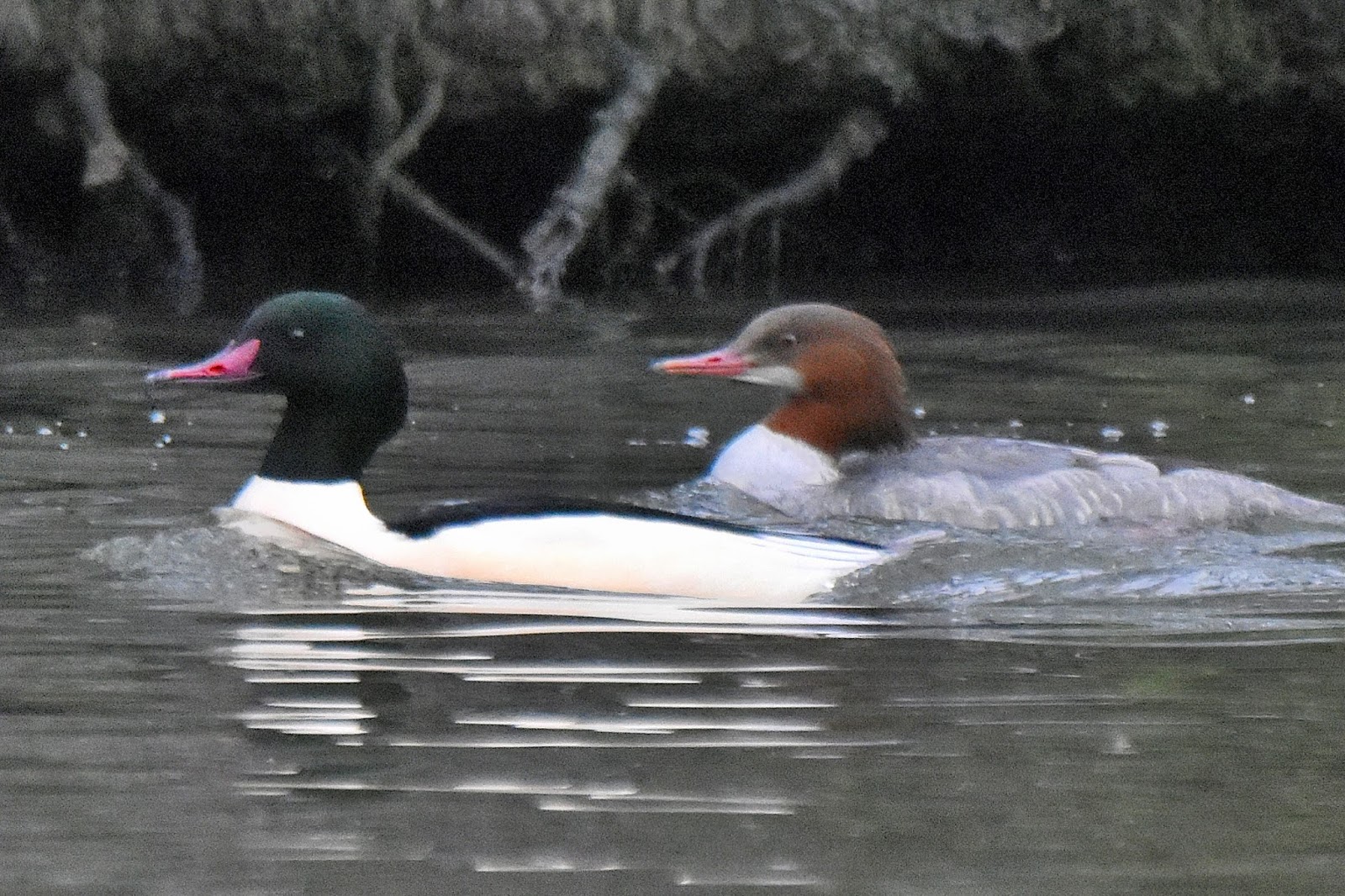 Birding with Flowers: I.F.O. - Identified Flying Objects