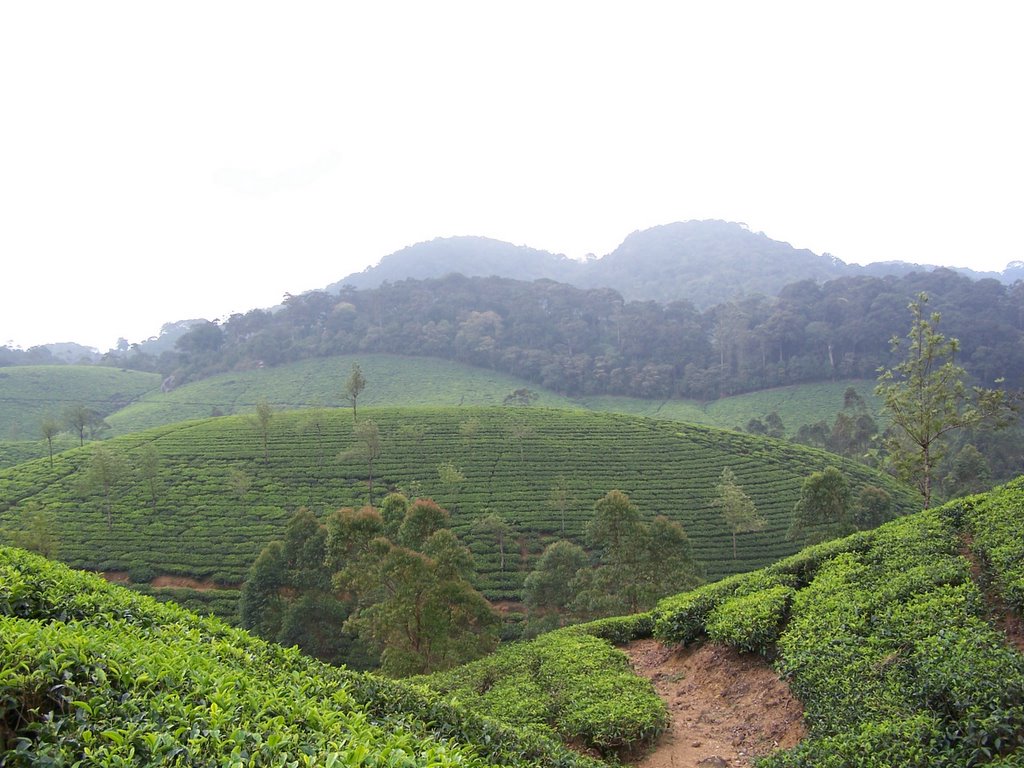Tamilnadu Tourism: Manjolai Tea Estate, Manjolai Hills