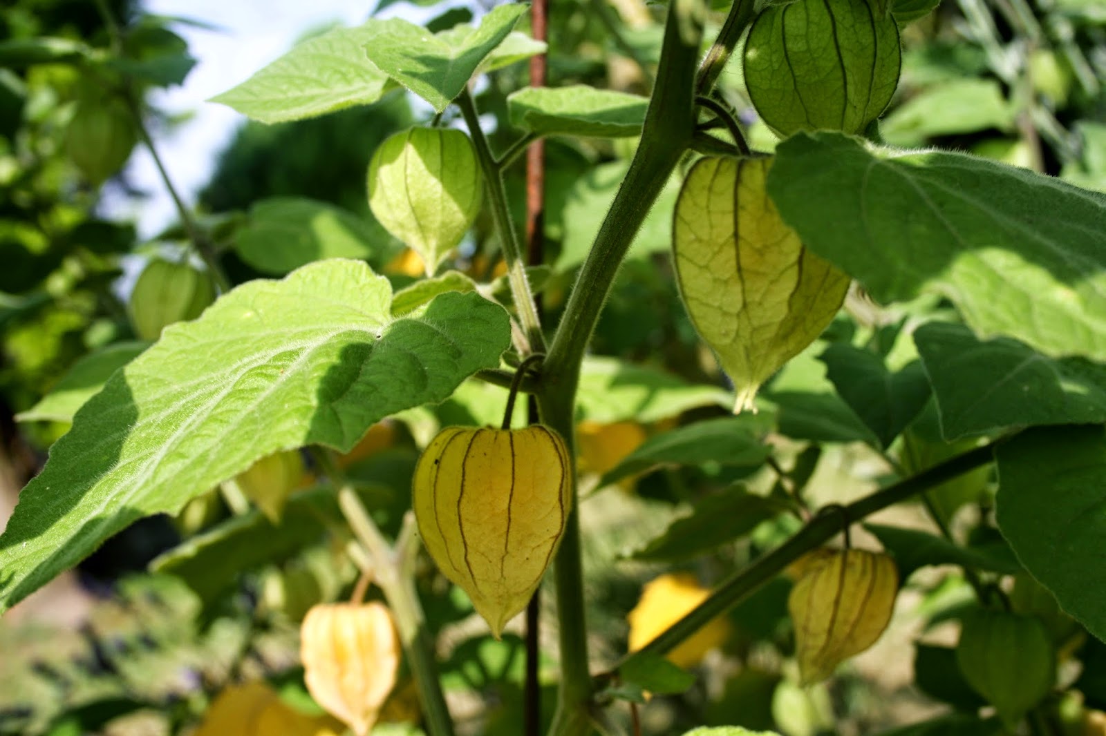 .: Recolecta de Physalis